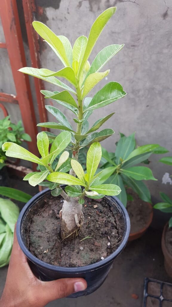 Adenium | Desert Rose Plant - Boota.pk