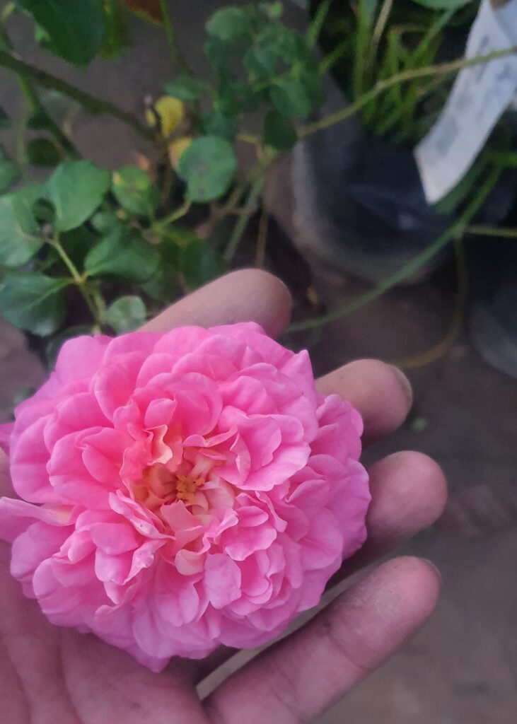 English Rose - Boota.pk