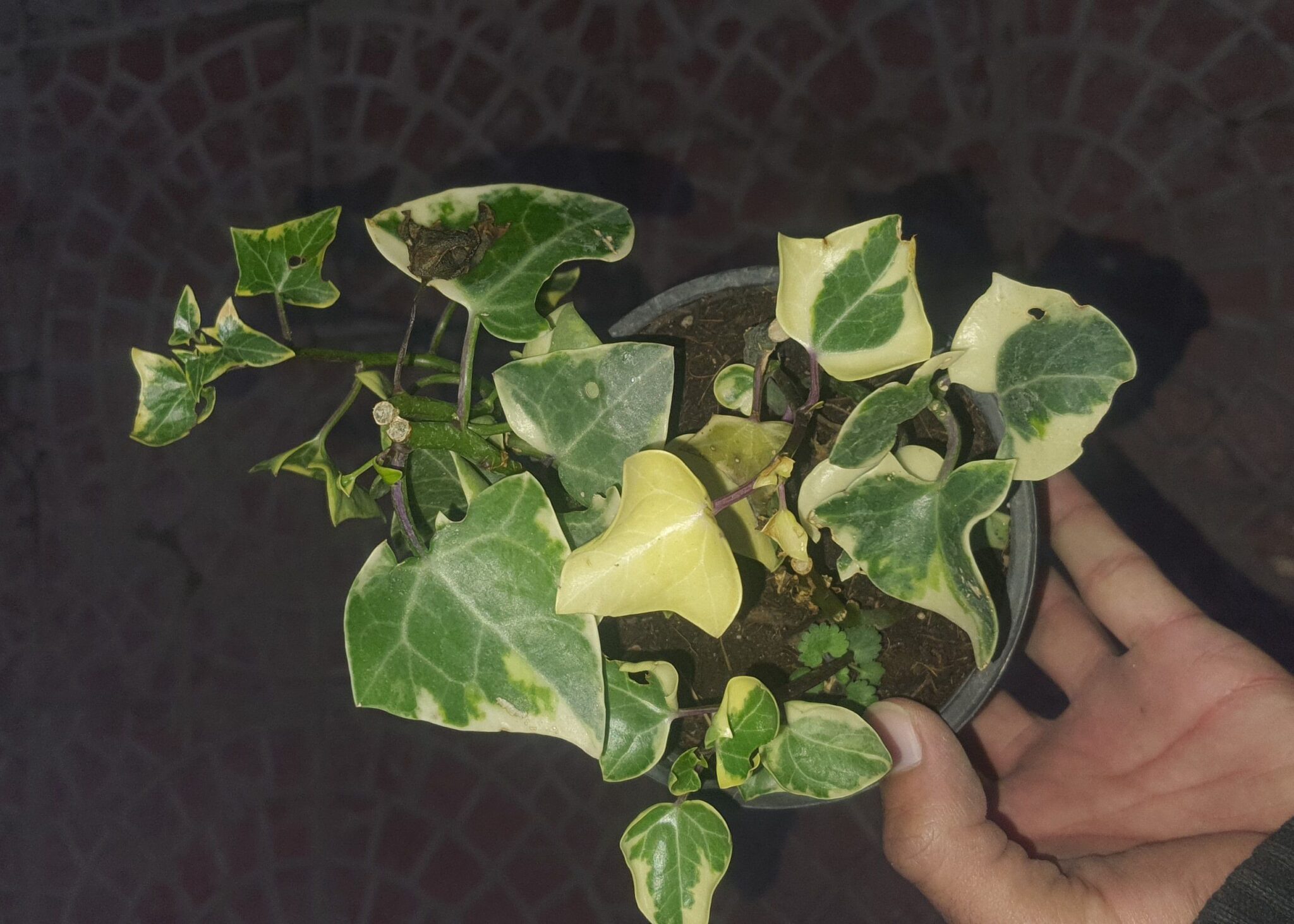 English ivy (Goldchild Algerian) Bail - Boota.pk
