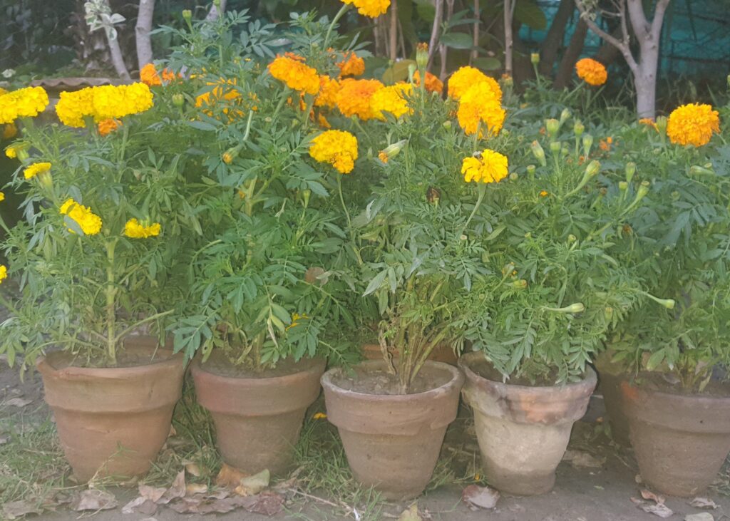 Marigold - Gainda - Boota.pk