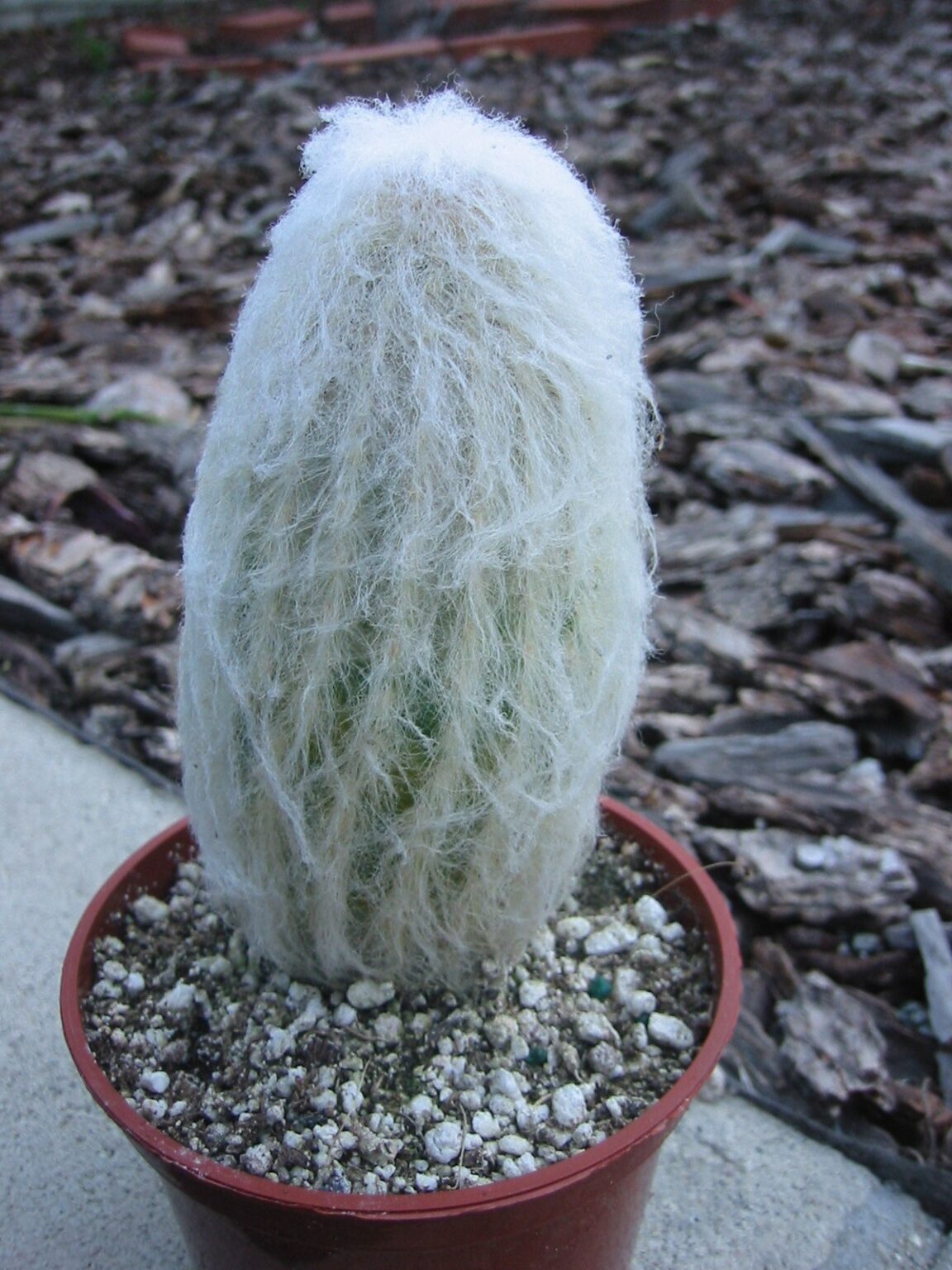 Old Man Cactus | Cephalocereus senilis - Boota.pk