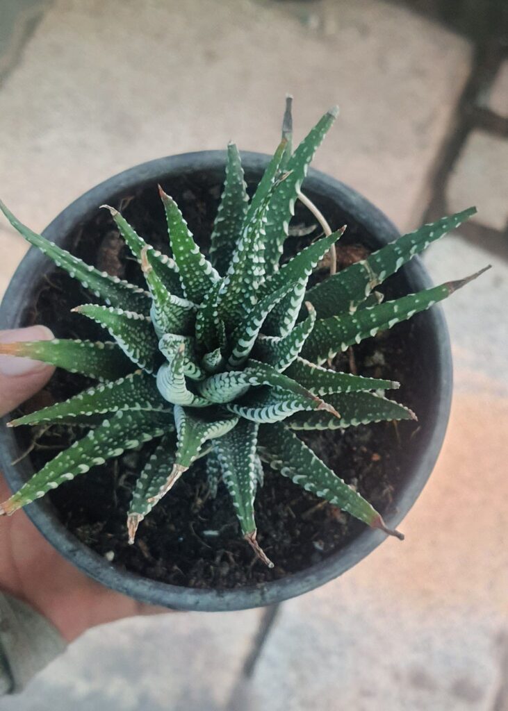 Haworthia Fasciata | Zebra Plant - Boota.pk