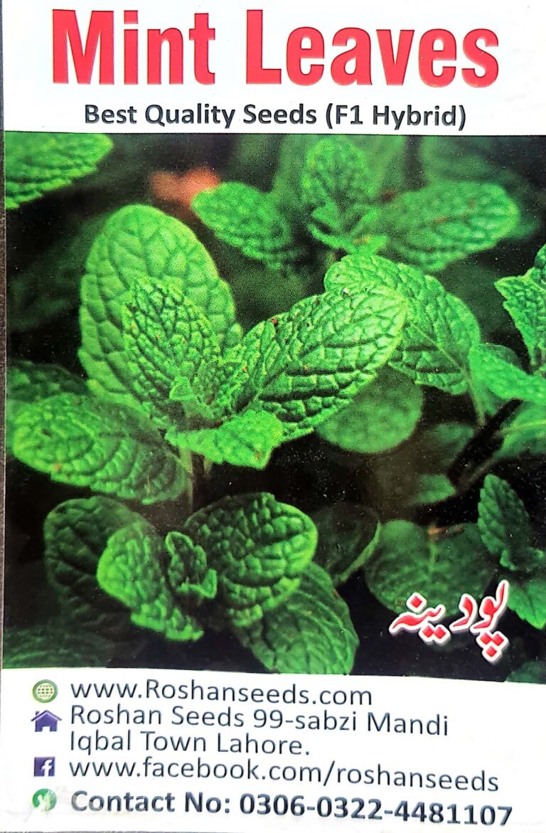 Mint Seeds - Boota.pk