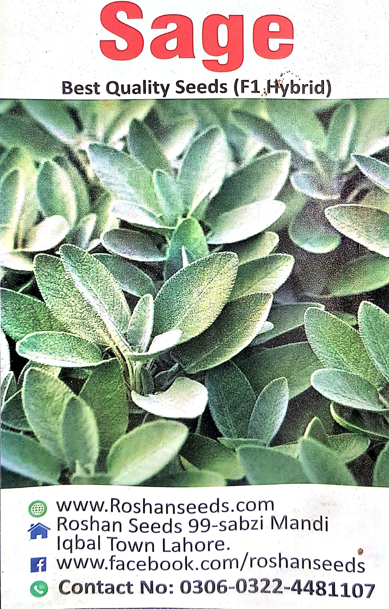 Sage seeds - Boota.pk