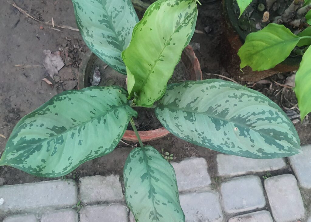 Aglonema - Chinese Evergreen Plant - Boota.pk