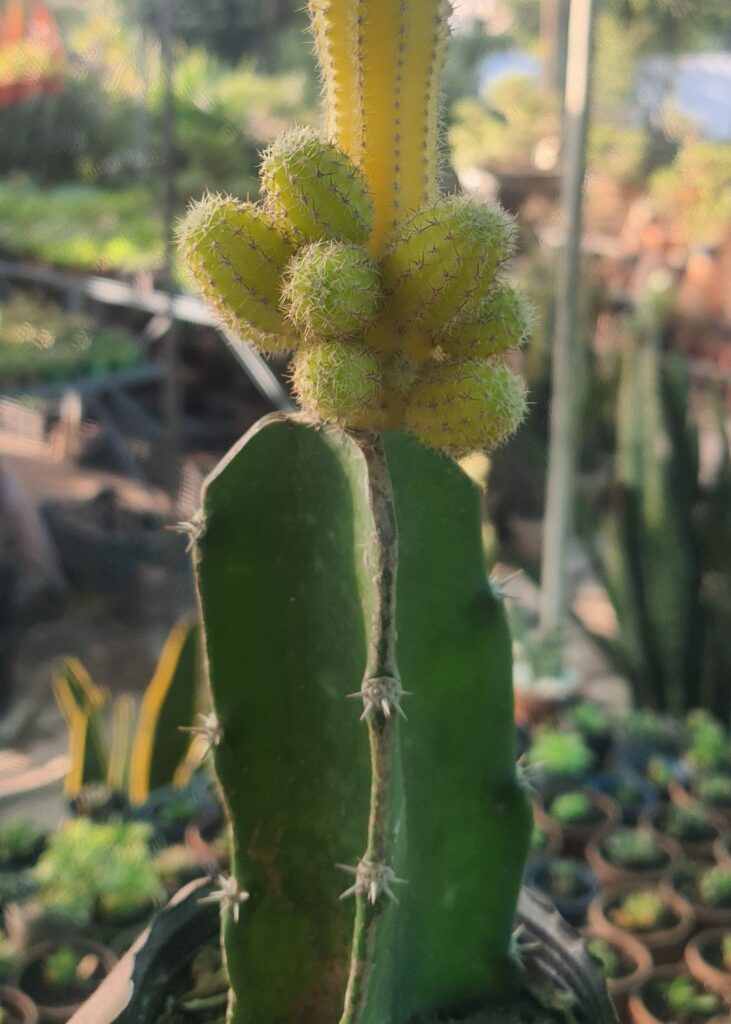 Echinopsis chamaecereus 'Lutea' (Yellow Peanut Cactus) - Boota.pk