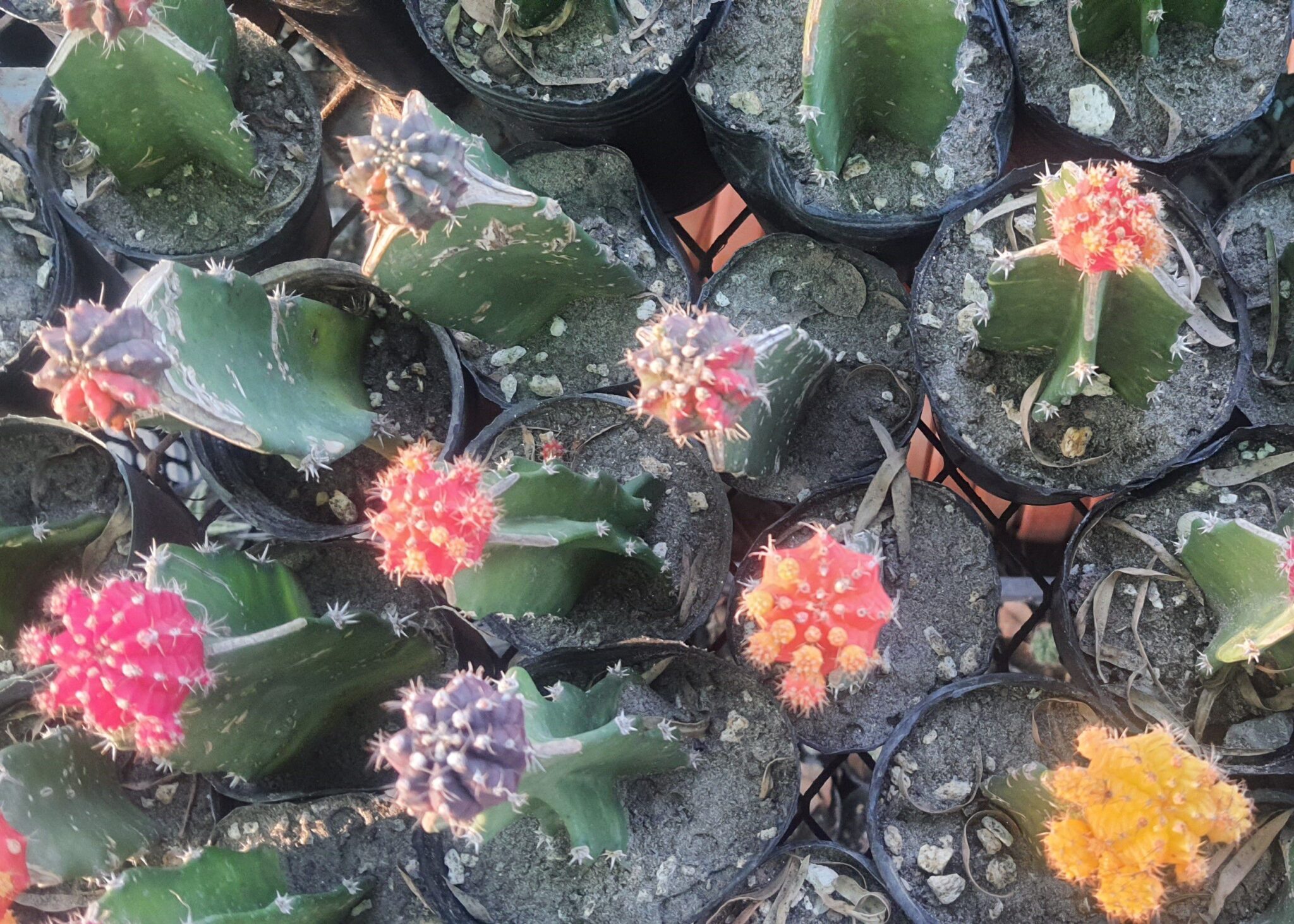 Moon Cactus (Multi Shade), Grafted Cactus - Boota.pk