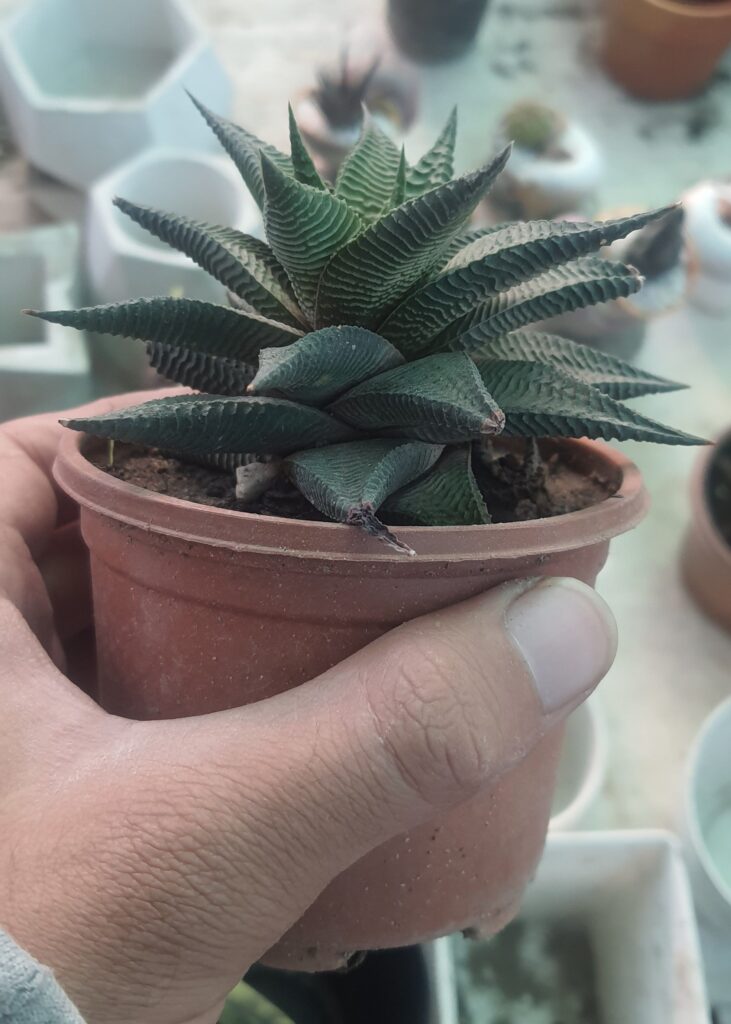 Haworthia limifolia, Succulent Plant - Boota.pk