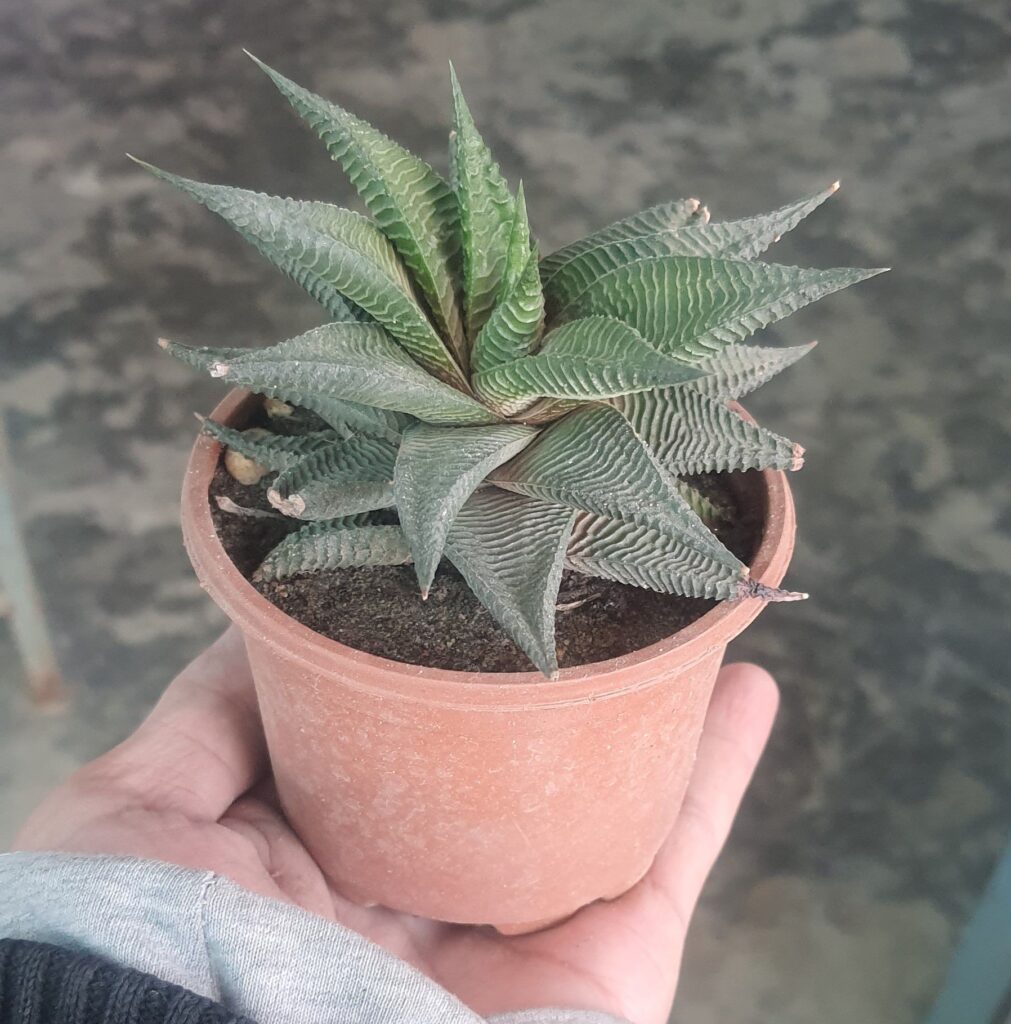 Haworthia limifolia, Succulent Plant - Boota.pk