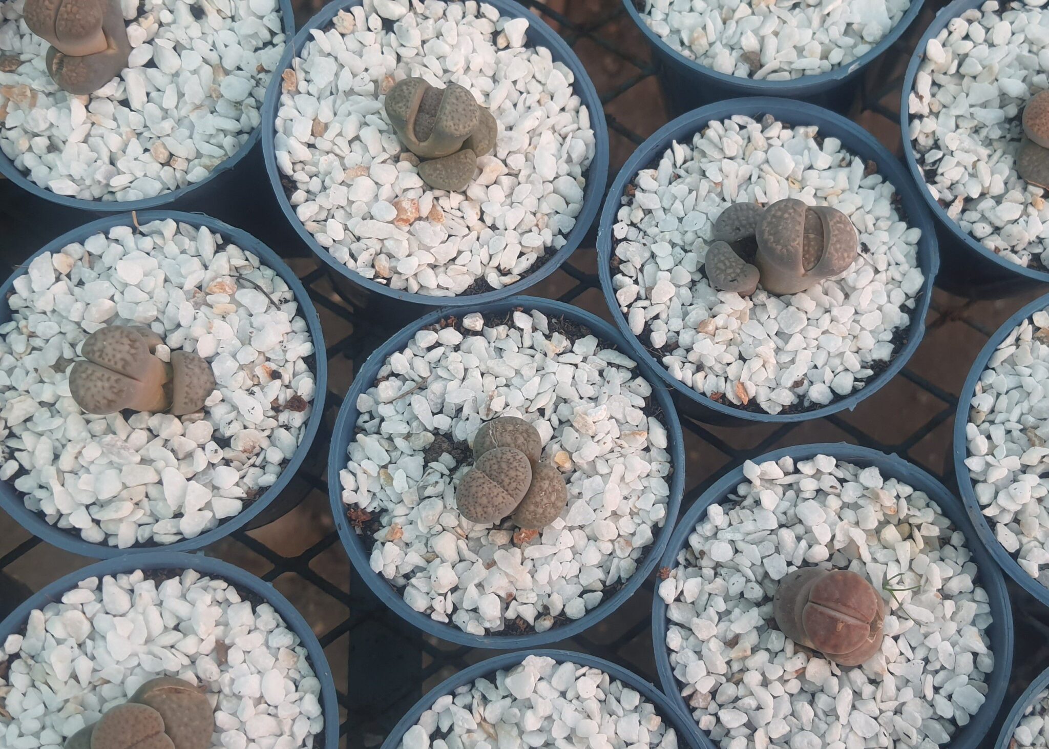 Lithops - Living Stones - Boota.pk