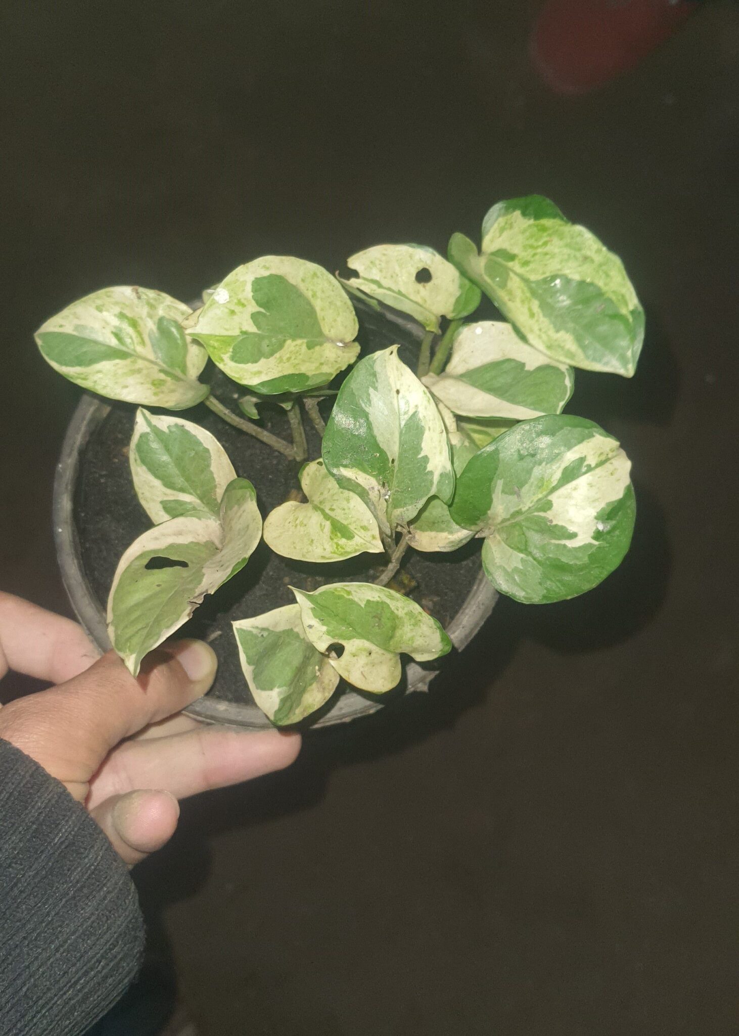 Variegated Pathos plant - Boota.pk