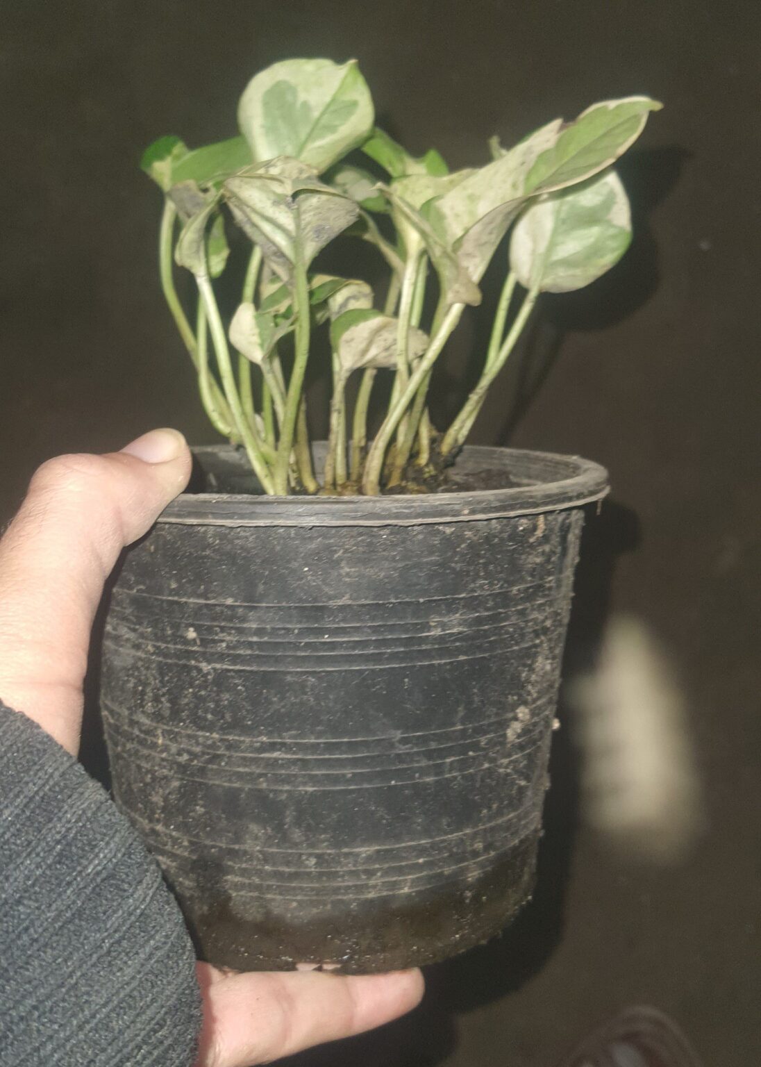 Variegated Pathos plant - Boota.pk