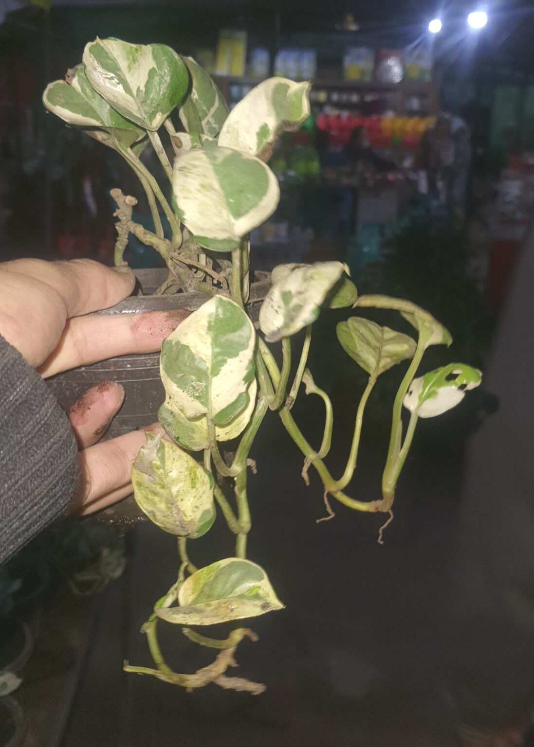 Variegated Pathos plant - Boota.pk