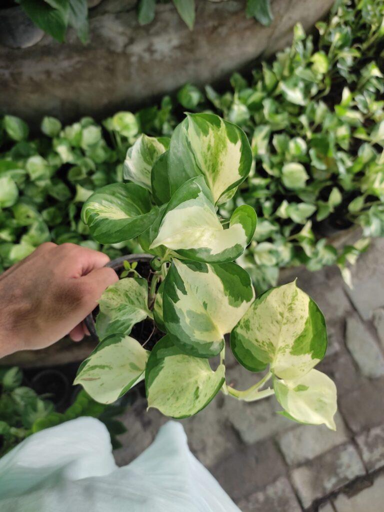 Manjula Pothos - Boota.pk