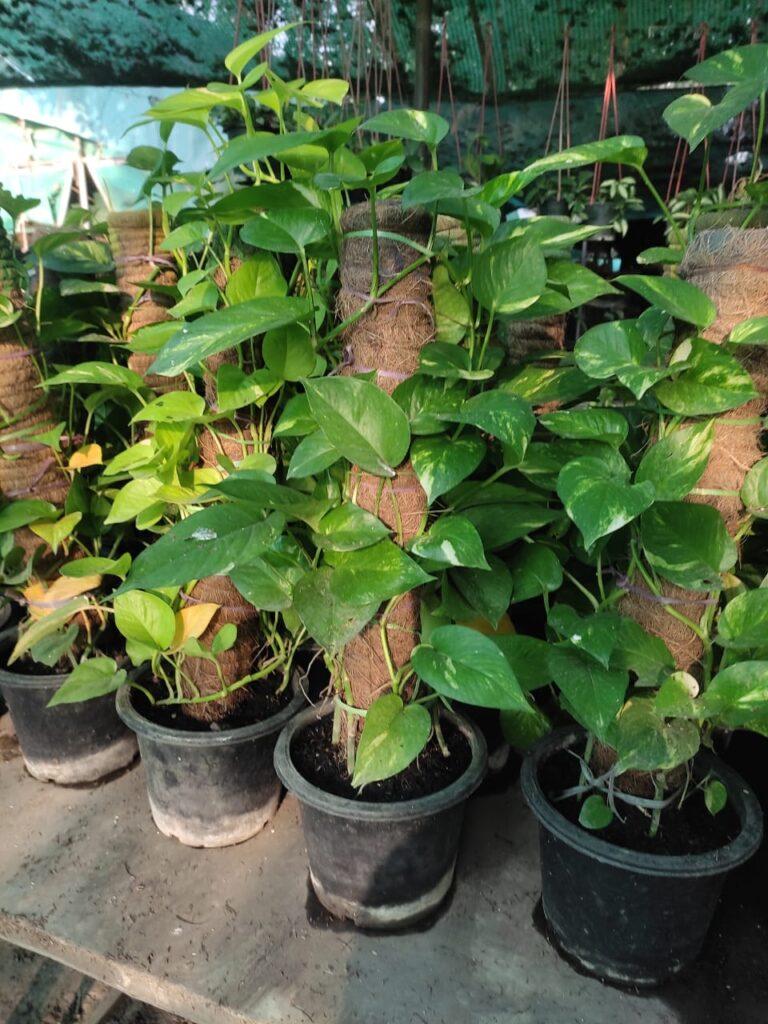 Money Plant - Boota.pk