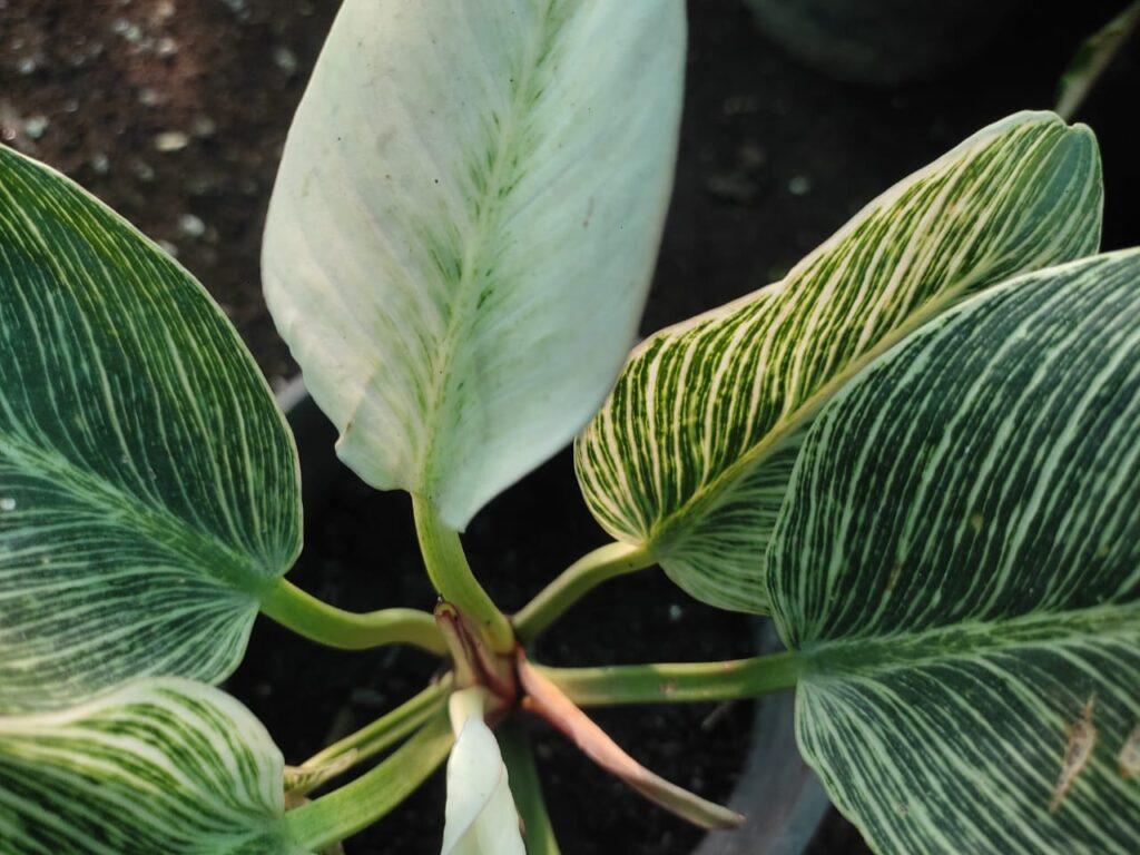 Philodendron Birkin - Boota.pk