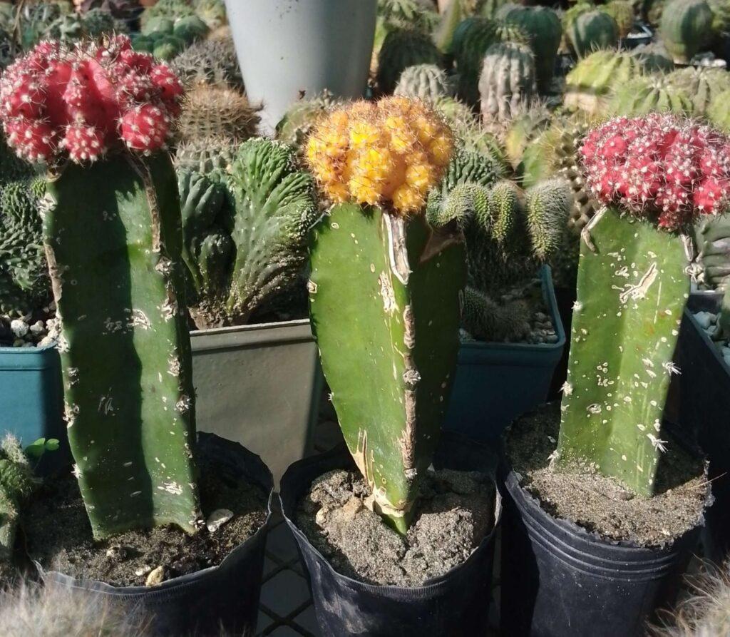 Buy 3 Stunning Cacti Together - Boota.pk