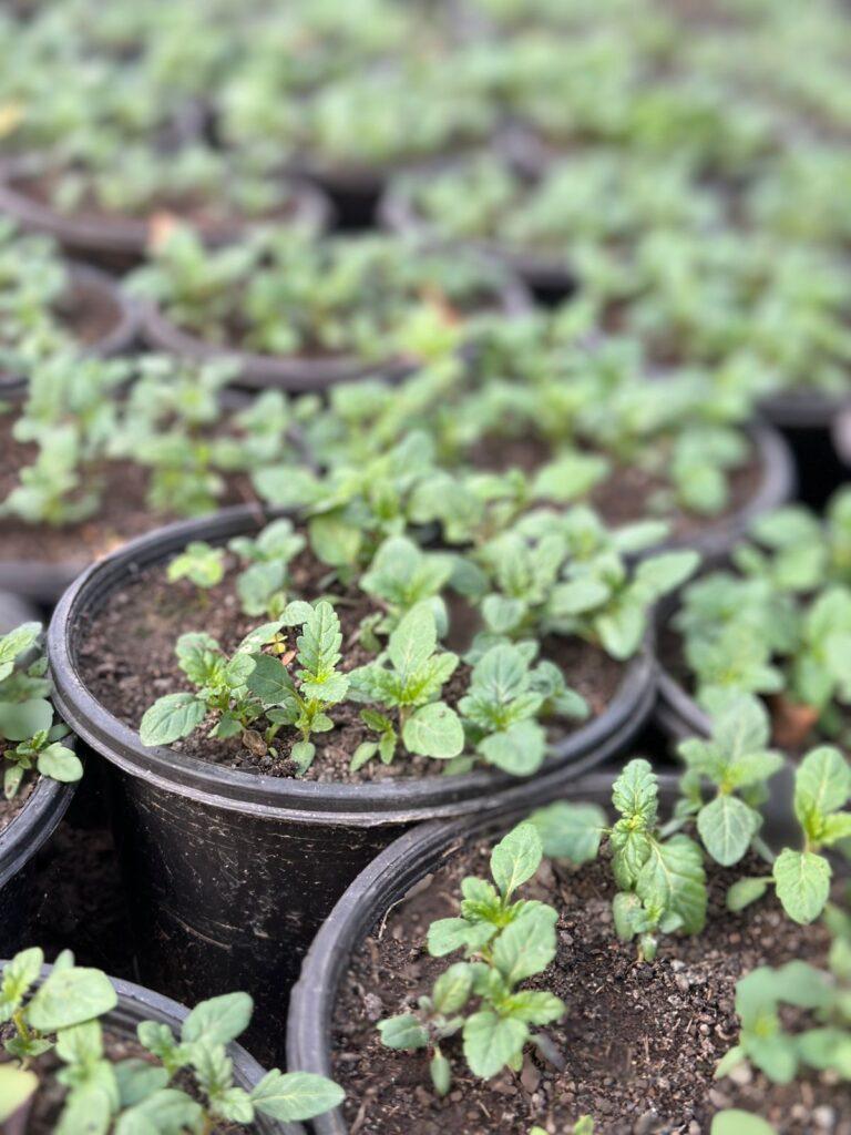 Verbena Flower - Boota.pk