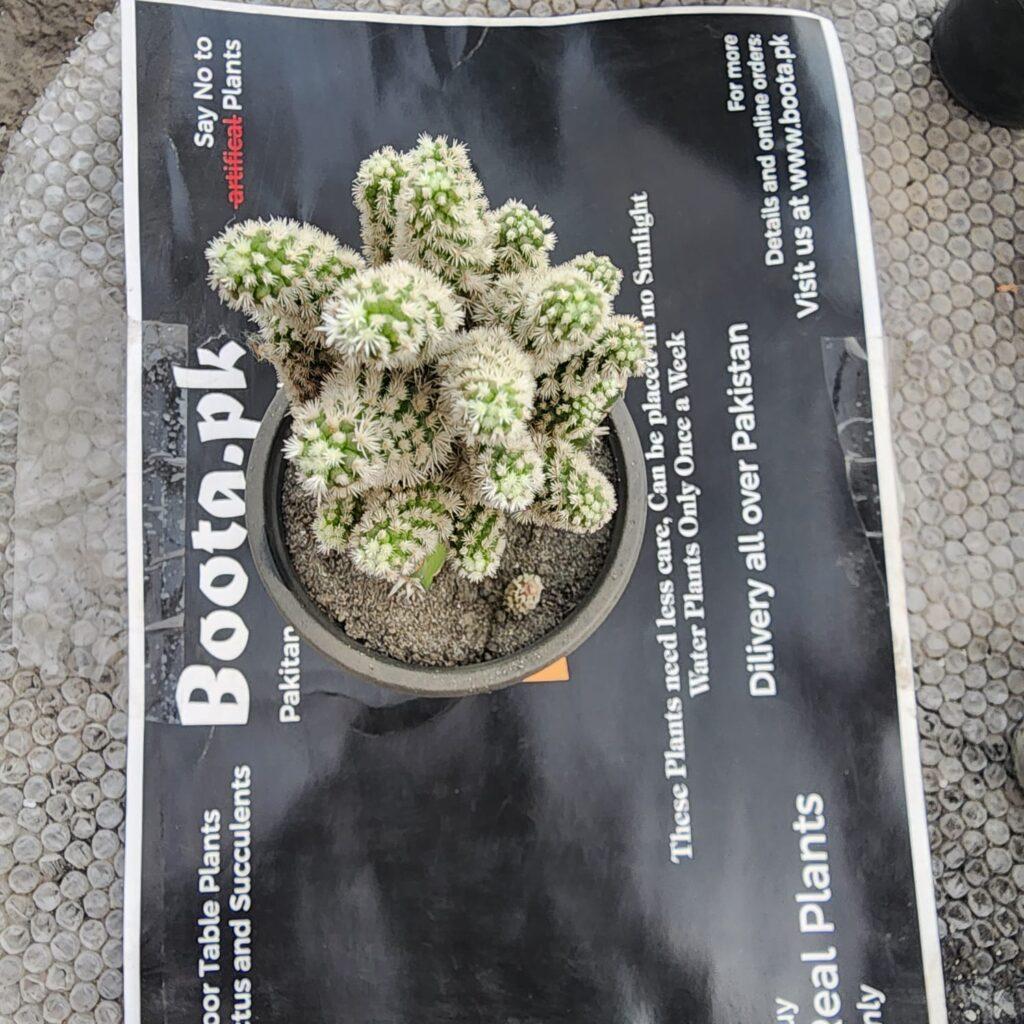 Mammillaria vetula grafted cactus - Boota.pk