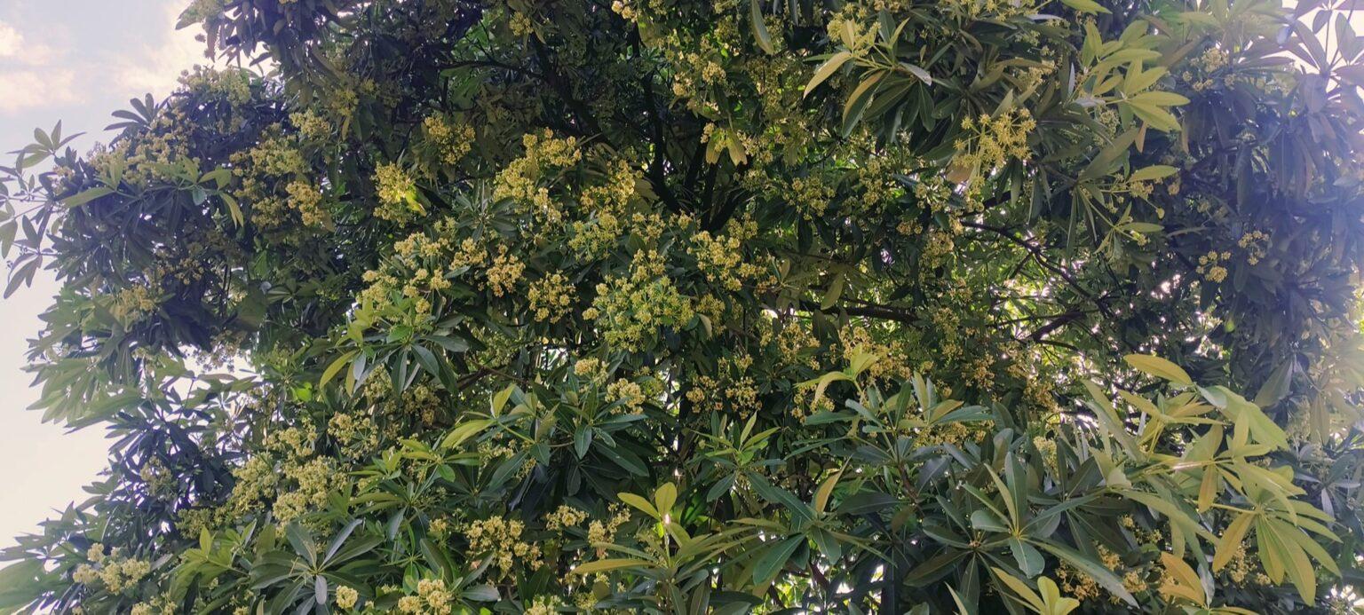 Alstonia tree - Boota.pk