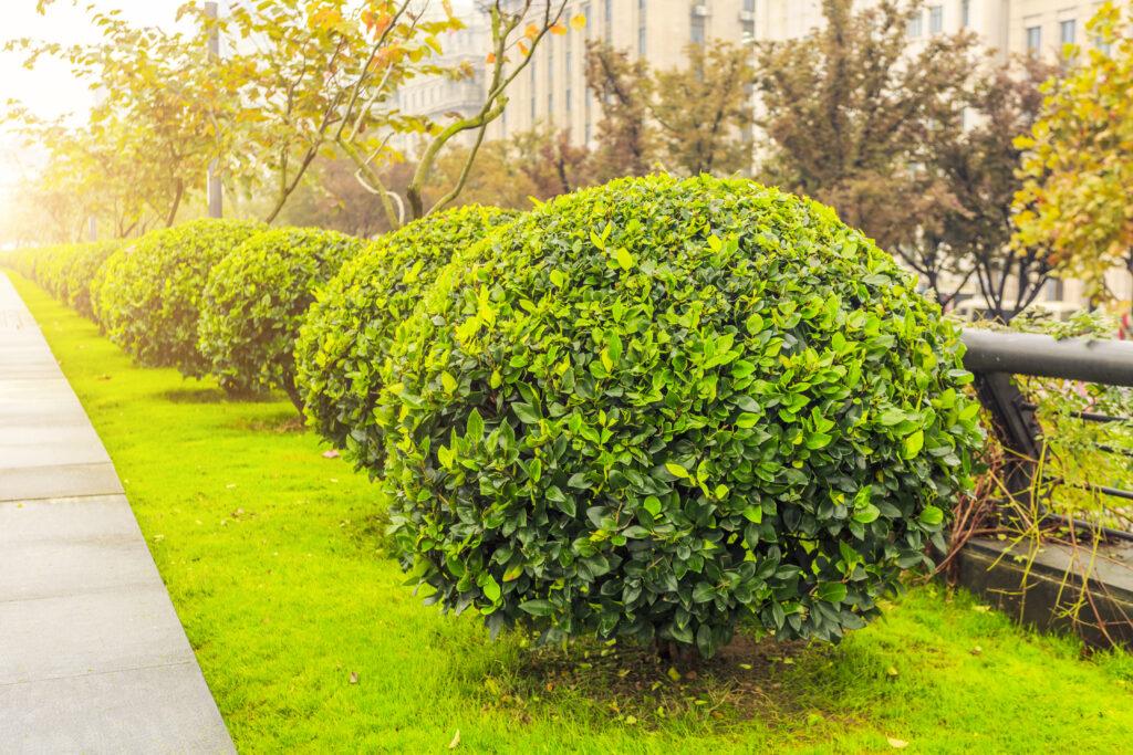 Benjamina Golden Ficus - Boota.pk