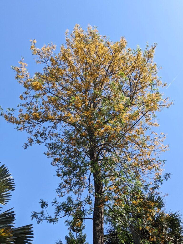 Grevillea Tree - Boota.pk
