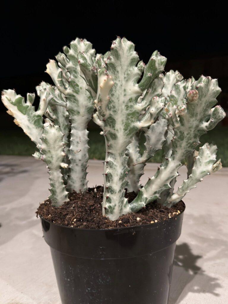White Ghost Cactus - Euphorbia Lactea variegate - Boota.pk